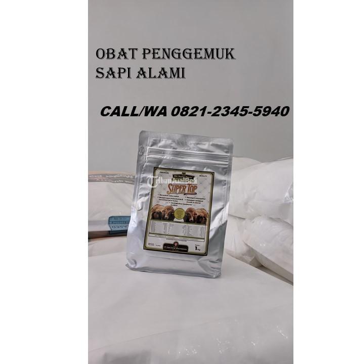 Obat Penggemuk Sapi Paling Cepat di Kediri - Tribun JualBeli