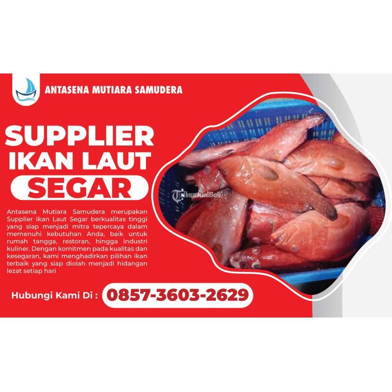 Supplier Ikan Laut Segar Sehat Fresh dan Berkualitas di Surabaya ...