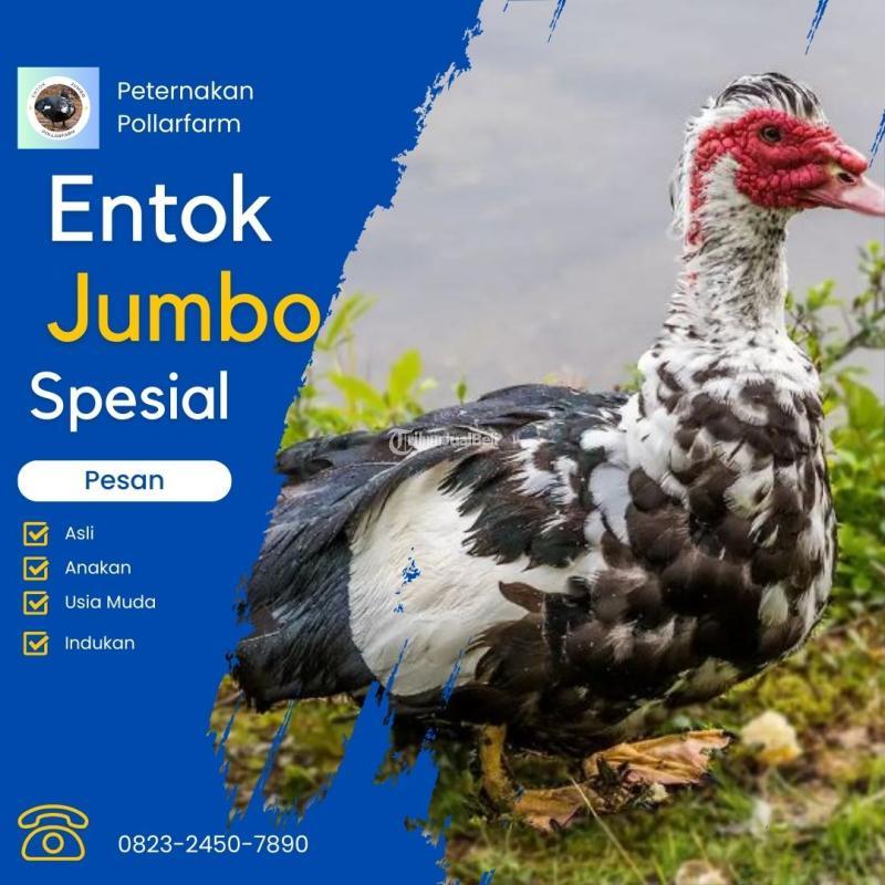 Tsel Peternakan Mentok Rambon Bondol Kaji Harga di Kediri - Tribun JualBeli