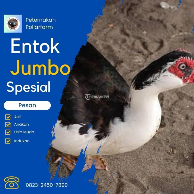 Tsel Peternakan Mentok Rambon Metalik di Cianjur - Tribun JualBeli