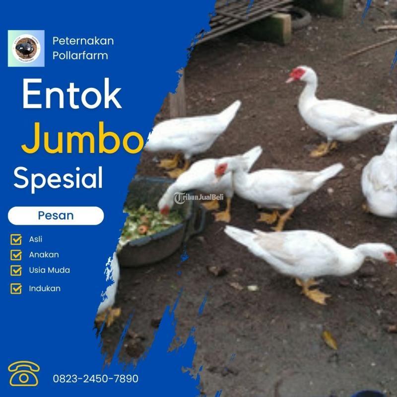 Peternakan Mentok Jumbo Umur 3 Bulan di Bandung Barat - Tribun JualBeli