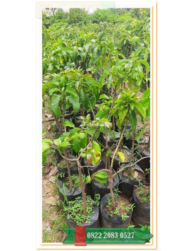 Jual Bibit Alpukat Cepat Berbuah, Bibit Berukuran 60di80 cm, Media ... Jual Bibit Alpukat Cepat Berbuah, Bibit Berukuran 60di80 cm, Media ...
