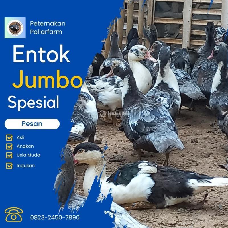 Tsel Ternak Unggas Anakan Entok Rambon Jantan di Garut - Tribun JualBeli
