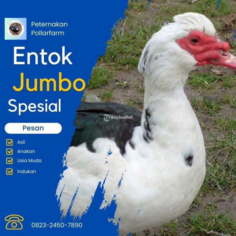 Ternak Unggas Entok Rambon Bondol Kaji di Bandung Kota - Tribun JualBeli