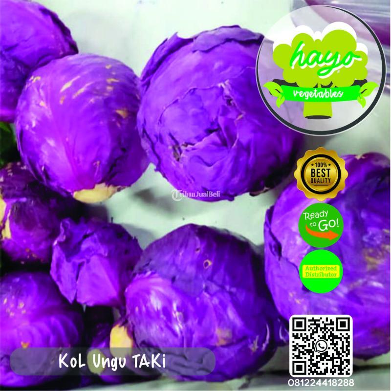 Kol Ungu Atau Kubis Ungu Medium Dan Super di Tangerang - Tribun JualBeli