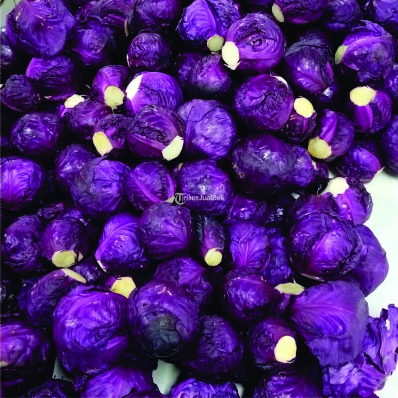 Kol Ungu Atau Kubis Ungu Medium Dan Super di Tangerang - Tribun JualBeli