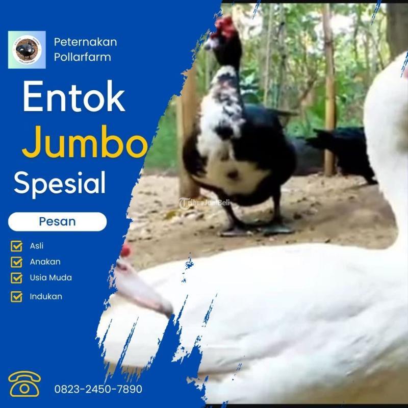 Ternak Unggas Entok Jumbo di Blitar - Tribun JualBeli