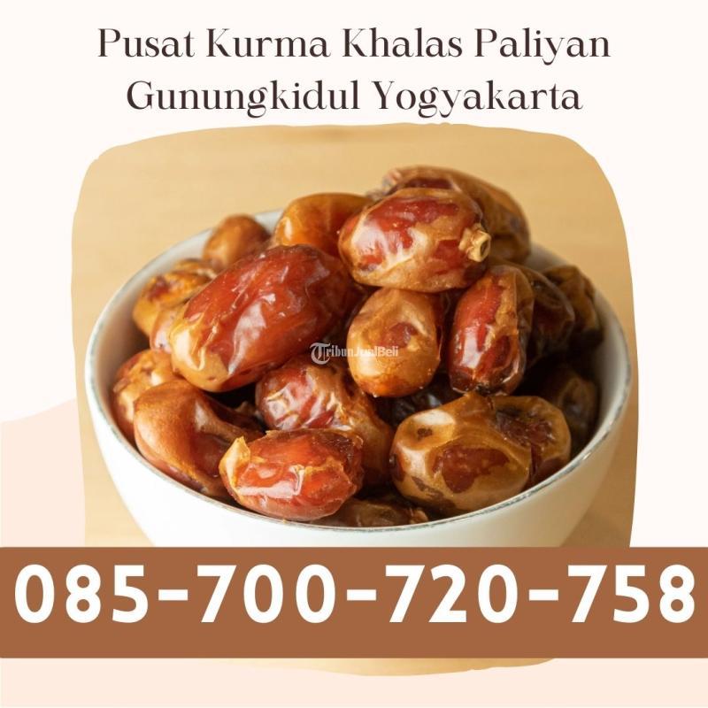 Pusat Kurma Khalas Paliyan di Gunungkidul Yogyakarta - Tribun JualBeli
