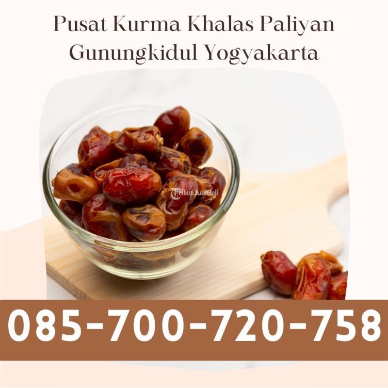 Pusat Kurma Khalas Paliyan di Gunungkidul Yogyakarta - Tribun JualBeli