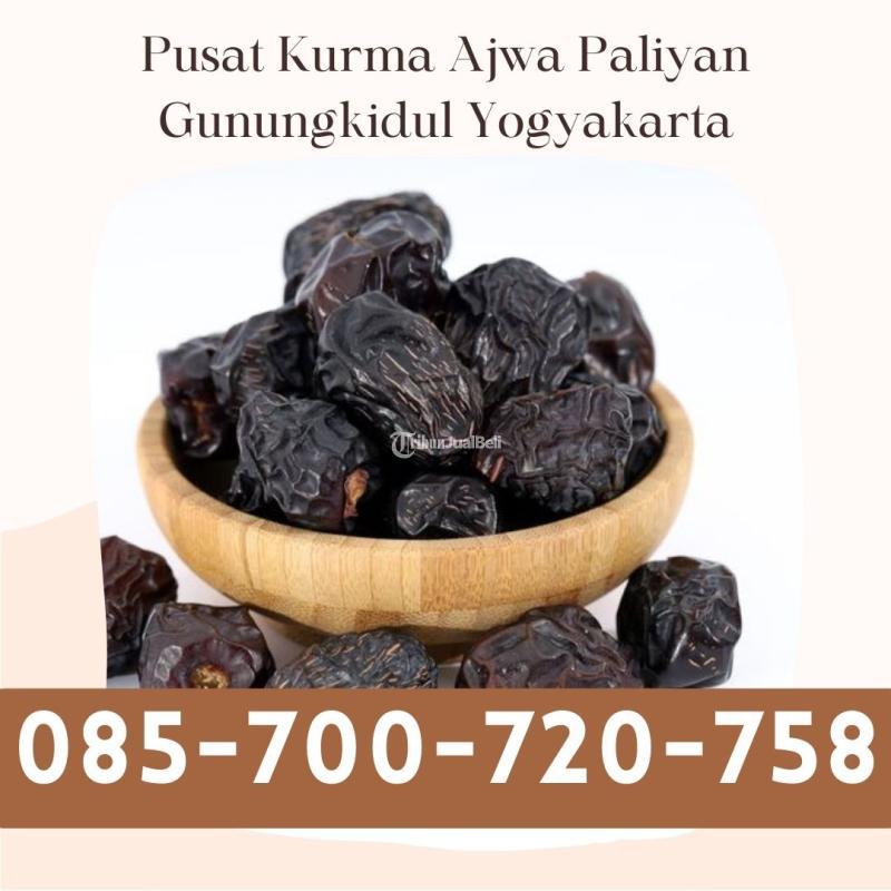 Pusat Kuma Ajwa Paliyan di Gunungkidul Yogyakarta - Tribun JualBeli