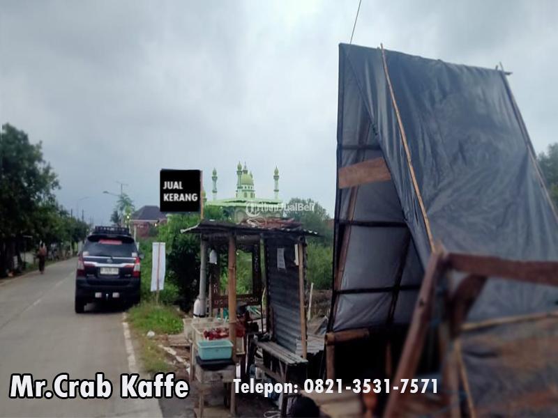 Kerang Dara dan Batik Saus Mr Crab di Jepara Jawa Tengah - Tribun JualBeli