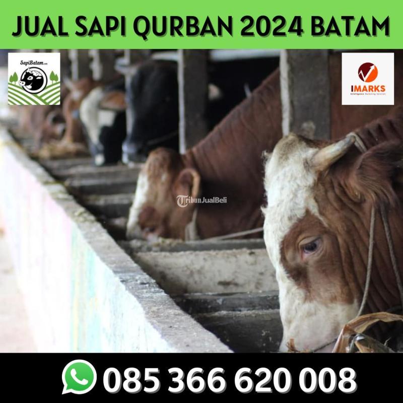 Harga Hewan Qurban Ready Stock Batam 2024 Sapi Rahayu di Batam Kepulauan Riau - Tribun JualBeli