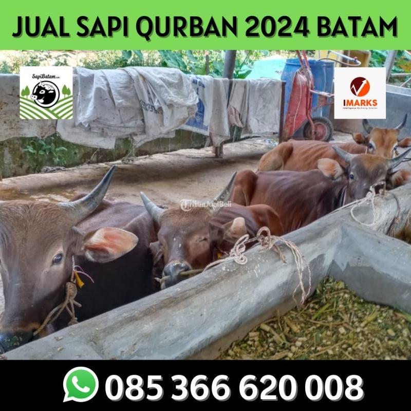 Harga Hewan Qurban Ready Stock Batam 2024 Sapi Rahayu di Batam Kepulauan Riau - Tribun JualBeli