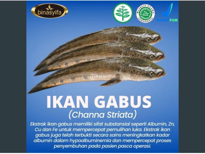Kapsul Ikan Gabus Kutuk Ekstrak Albumin di Jakarta Utara - Tribun JualBeli