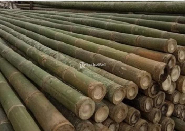 Bambu Steger Panjang 6 meter di Bandung Kota Jawa Barat - Tribun JualBeli