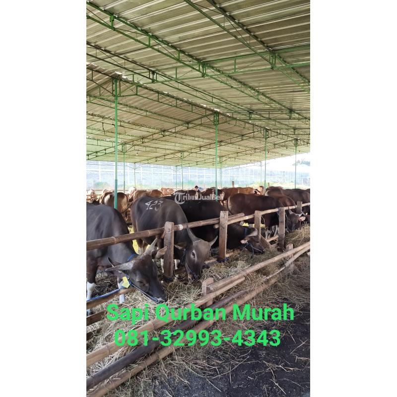 Sapi Qurban Murah di Boyolali Jawa Tengah - Tribun JualBeli