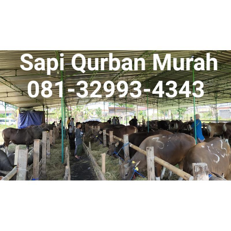 Sapi Qurban Murah di Boyolali Jawa Tengah - Tribun JualBeli