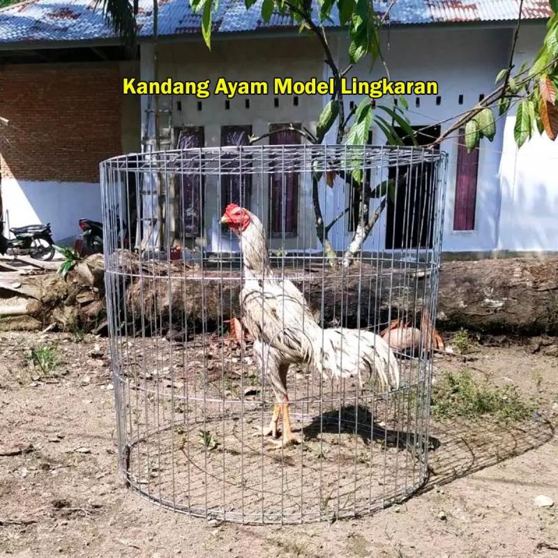 Kandang Ayam Besi Bisa Dilipat di Kediri Kota Jawa Timur - Tribun JualBeli