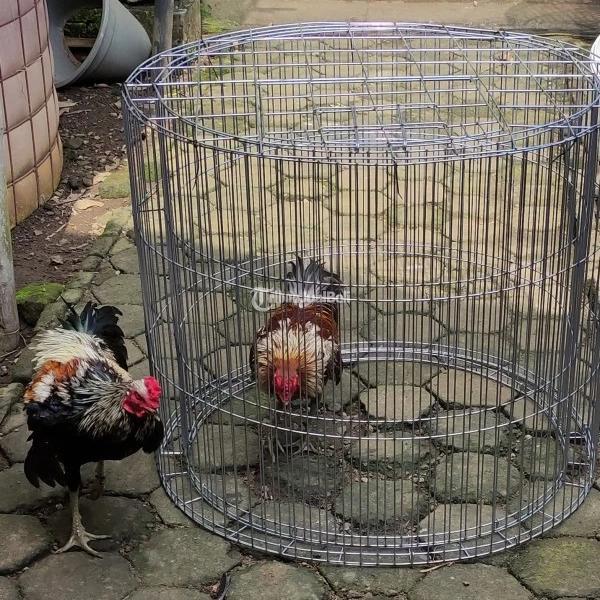 Kandang Ayam Besi Bisa Dilipat di Kediri Kota Jawa Timur - Tribun JualBeli