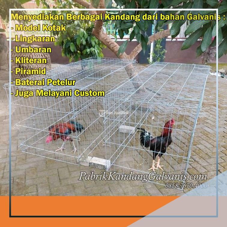 Kandang Ayam Petelur Galvanis Anti Karat di Kediri Kota Jawa Timur - Tribun JualBeli