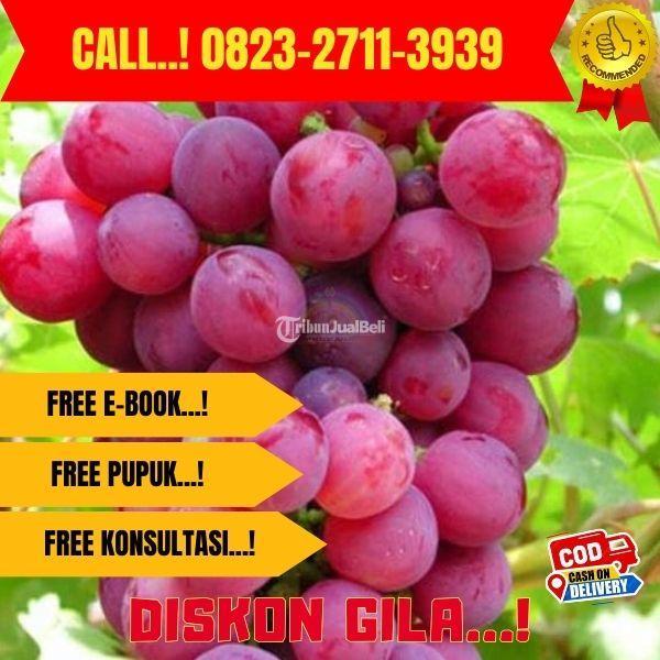 Pohon Anggur Red Master Ready di Kebumen Jawa Tengah - Tribun JualBeli