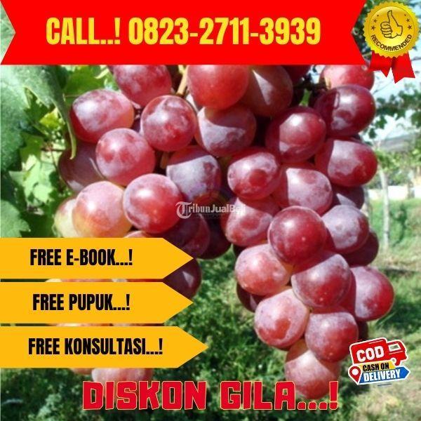 Pohon Anggur Red Master Ready di Kebumen Jawa Tengah - Tribun JualBeli