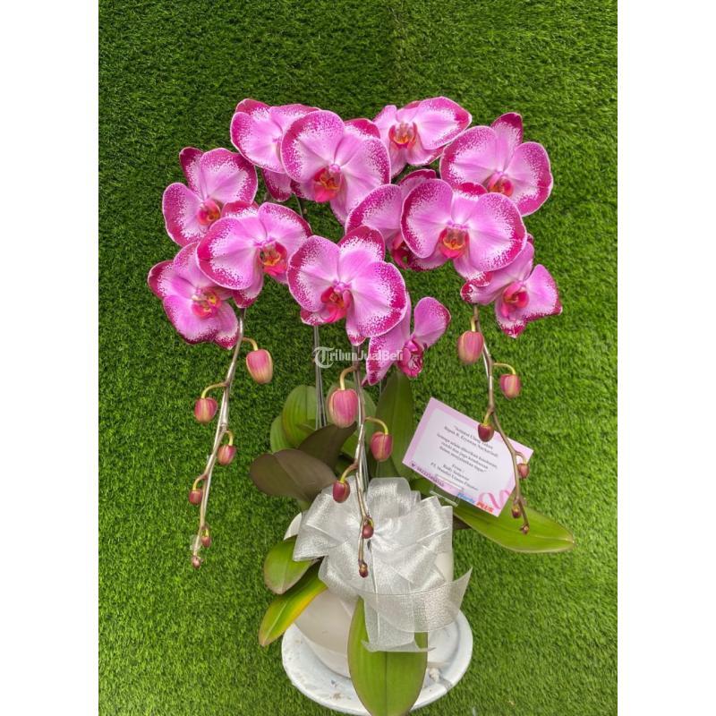 Toko Bunga Anggrek Bulan di Jakarta Selatan - Tribun JualBeli