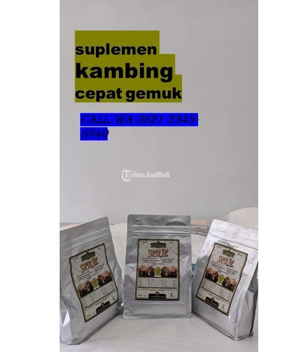 Obat Penggemuk Kambing Paling Cepat di Kediri - Tribun JualBeli