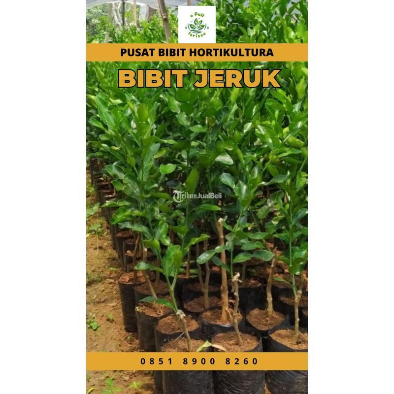 Jual Bibit Jeruk Manis, Garut di Jawa Barat - Tribun JualBeli