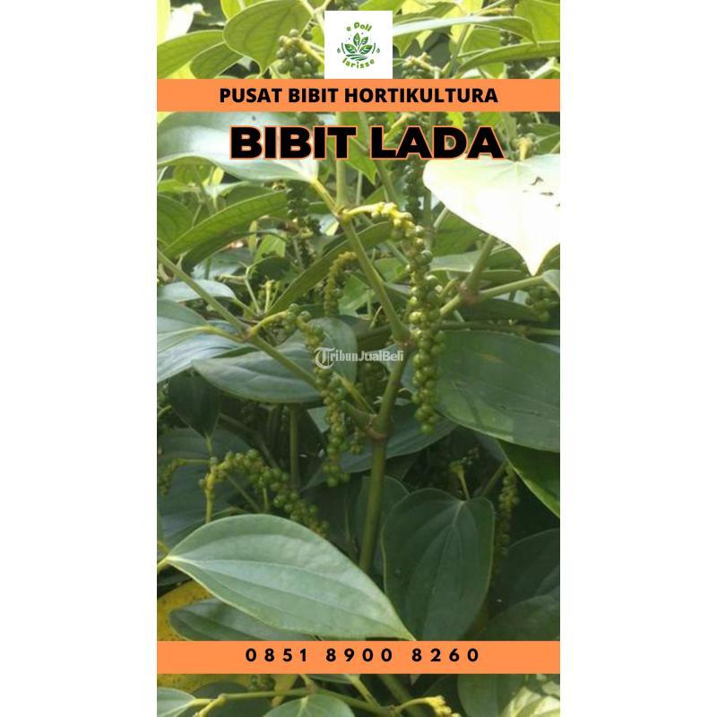 Pusat Bibit Lada Putih Sabah di Madiun Kota - Tribun JualBeli