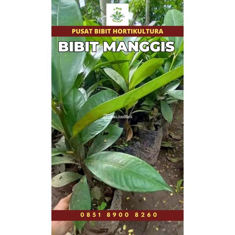 Tsel Sentra Bibit Manggis Madu Genjah di Lamongan - Tribun JualBeli