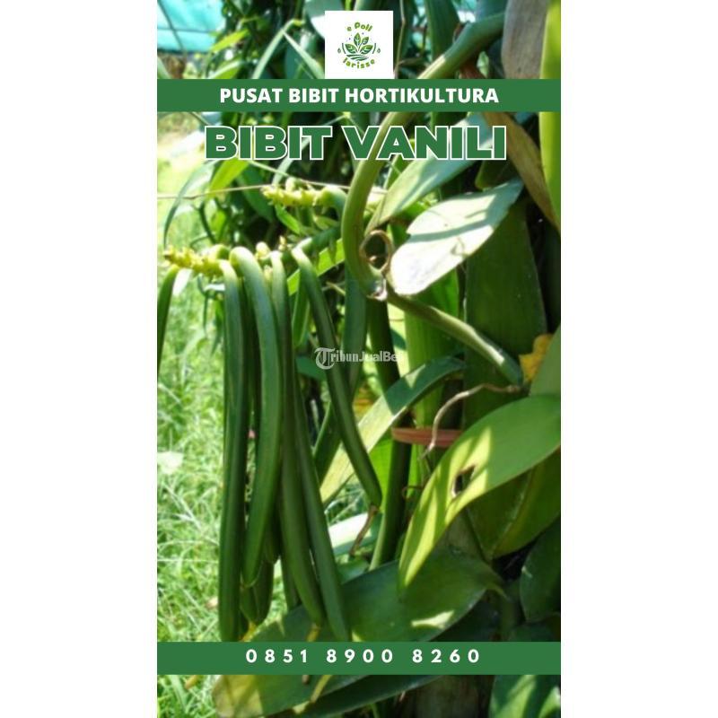 Tsel Sentral Bibit Vanili di Malang - Tribun JualBeli