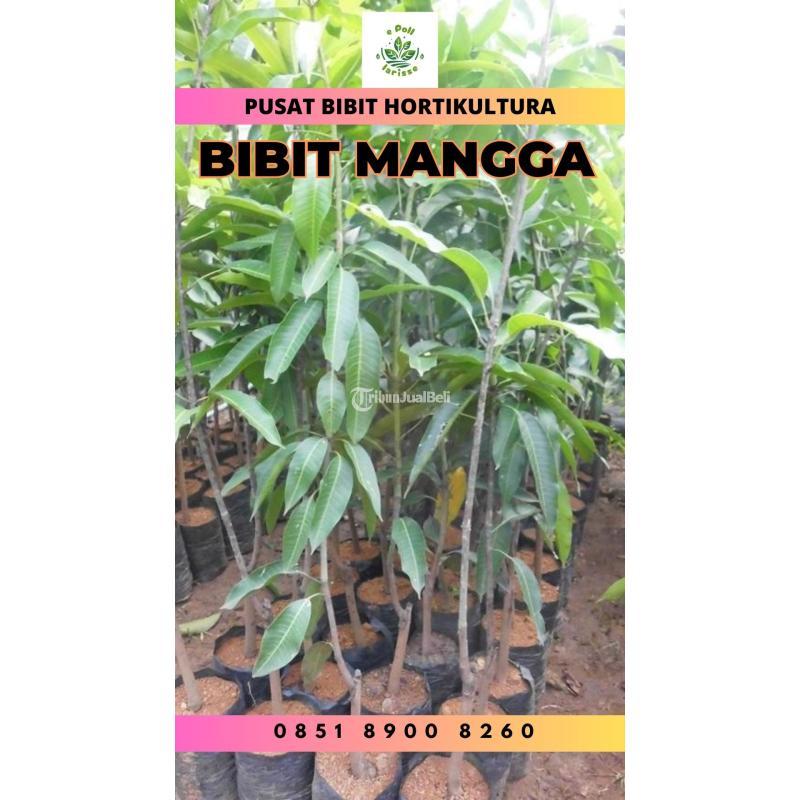 Hortikultura Bibit Unggul Mangga Thailand di Pasuruan - Tribun JualBeli