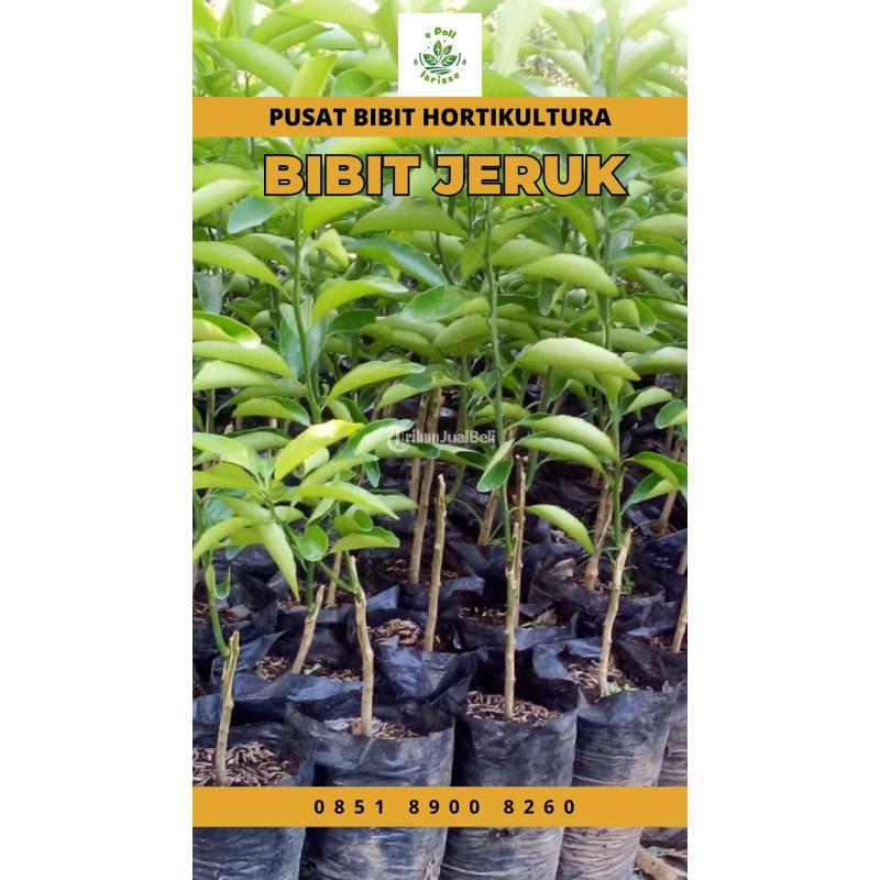 Sentra Bibit Jeruk Manis di Depok - Tribun JualBeli