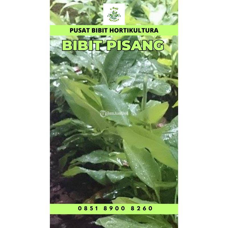 Sentral Bibit Pisang Kepok Unggul, Benih Pisang Raja Uda di Bantul ...