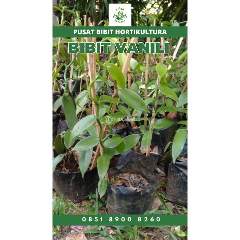 Sentral Bibit Pohon Vanili di Madiun - Tribun JualBeli