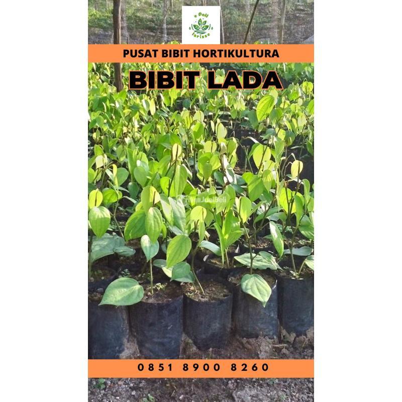 Tsel Pusat Bibit Lada Hitam di Purbalingga - Tribun JualBeli