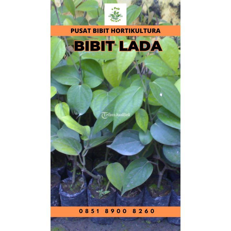 Tsel Pusat Bibit Lada Hitam di Purbalingga - Tribun JualBeli