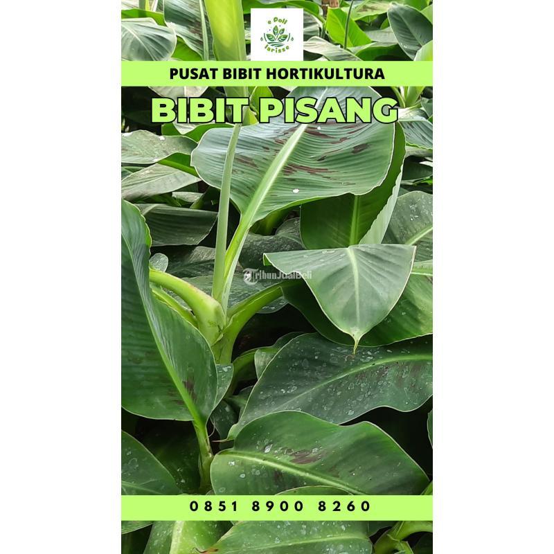 Bibit Pisang Raja Super di Tangerang - Tribun JualBeli
