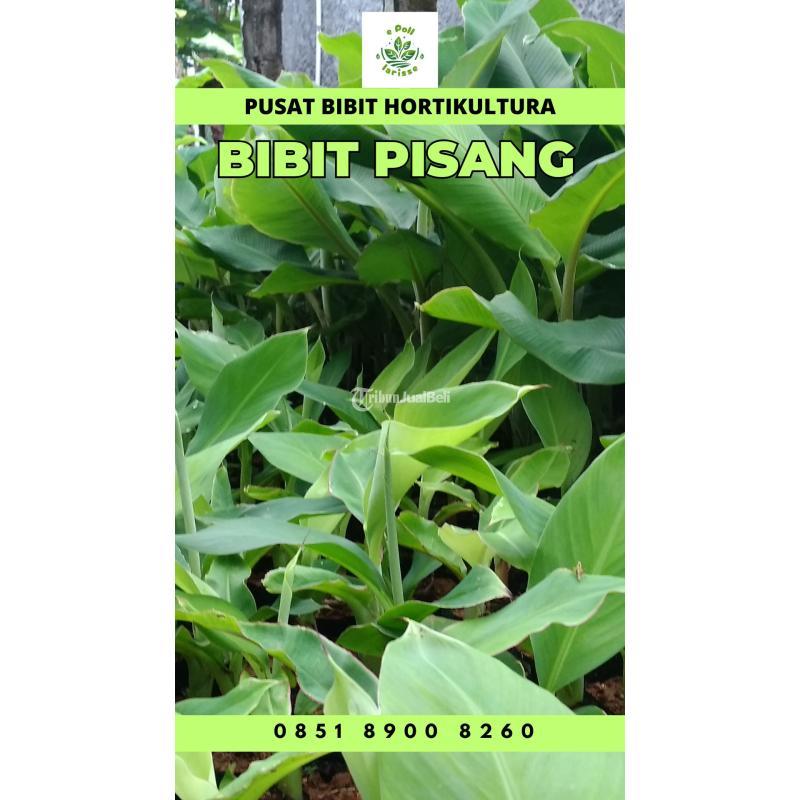 Bibit Pisang Raja Super di Tangerang - Tribun JualBeli