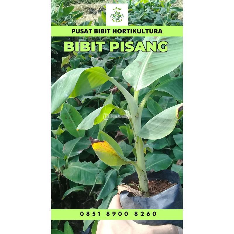 Tsel Bibit Pisang Raja di Solo - Tribun JualBeli