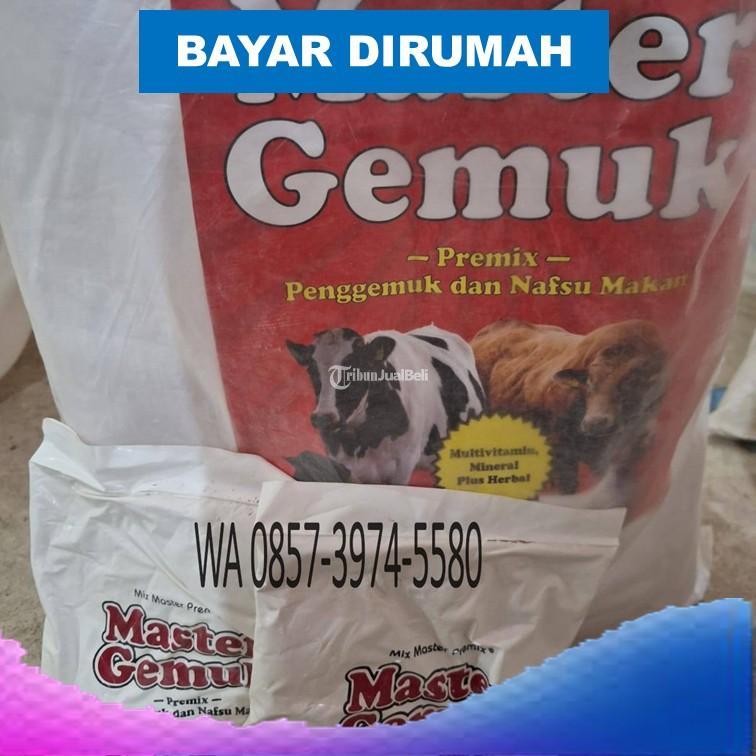 Nutrisi Penggemukan Sapi Cihara di Kediri - Tribun JualBeli