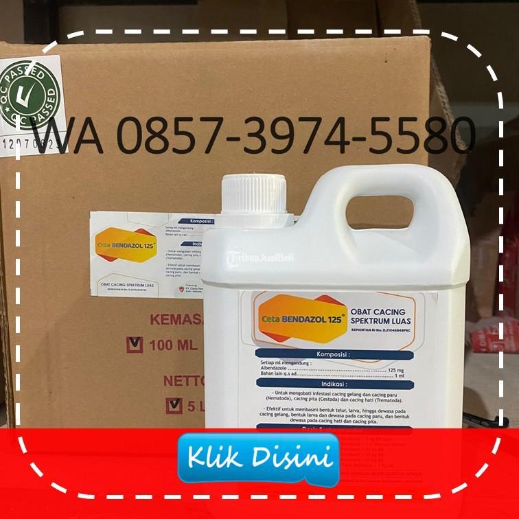 Obat Cacing Sapi Bolus Piyungan di Kediri - Tribun JualBeli