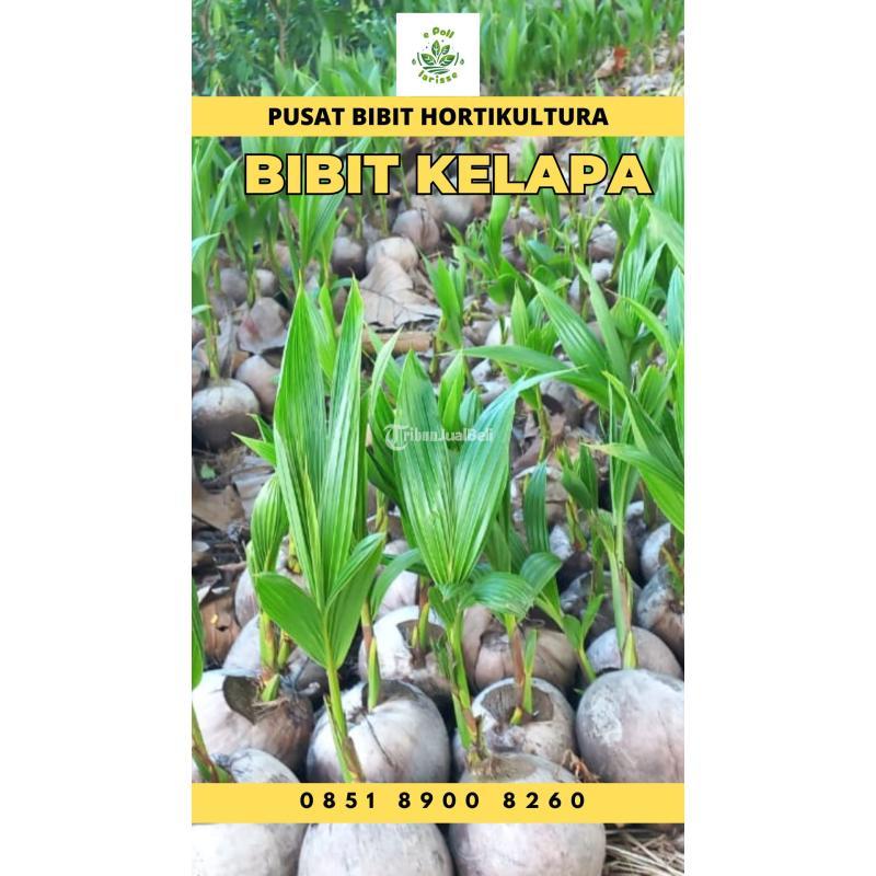 Sentra Bibit Kelapa, Bibit Kelapa Hibrida di Pekanbaru - Tribun JualBeli