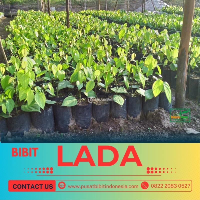 Pusat Bibit, Bibit Lada Jawa Timur di Magetan - Tribun JualBeli