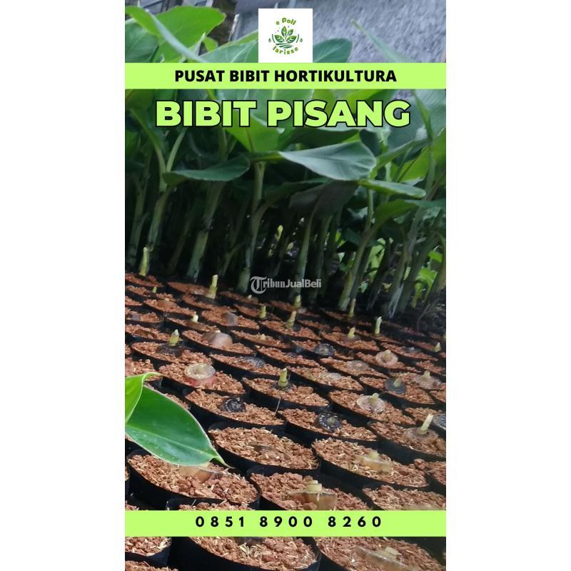Jual Bibit Pisang Raja Bulu Kuning di Malang - Tribun JualBeli