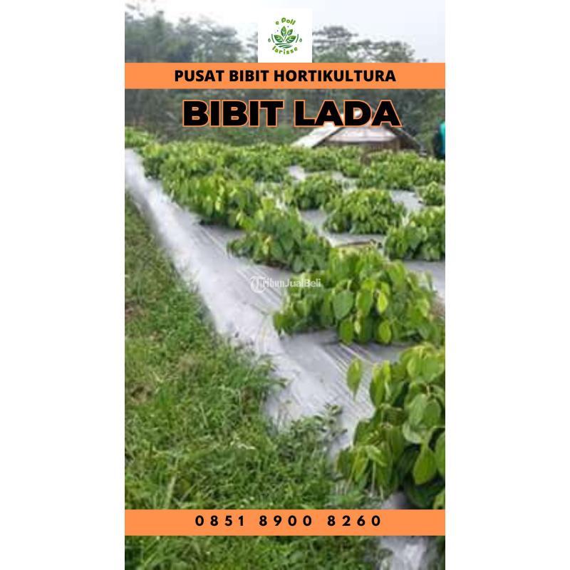Tsel Pusat Bibit Lada di Bogor - Tribun JualBeli