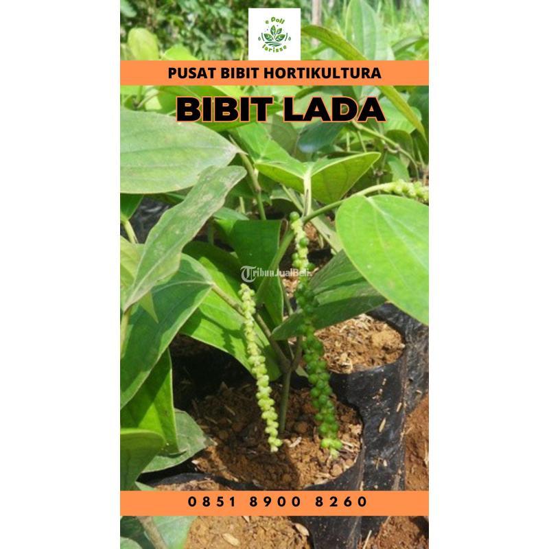 Tsel Pusat Bibit Lada di Bogor - Tribun JualBeli
