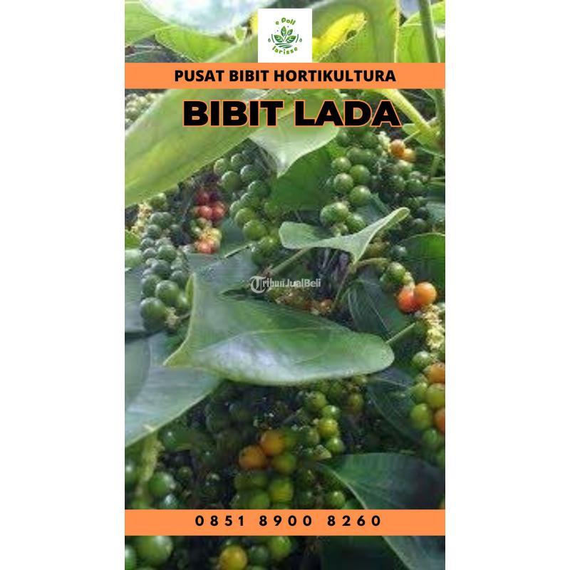 Tsel Pusat Bibit Benih Lada Yang Baik di Tasikmalaya - Tribun JualBeli