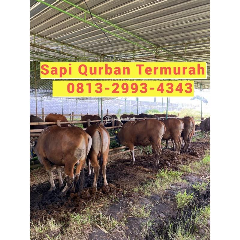 MURAH!0813di2993di4343, Sapi Qurban Paling Murah Di Klaten - Tribun ...